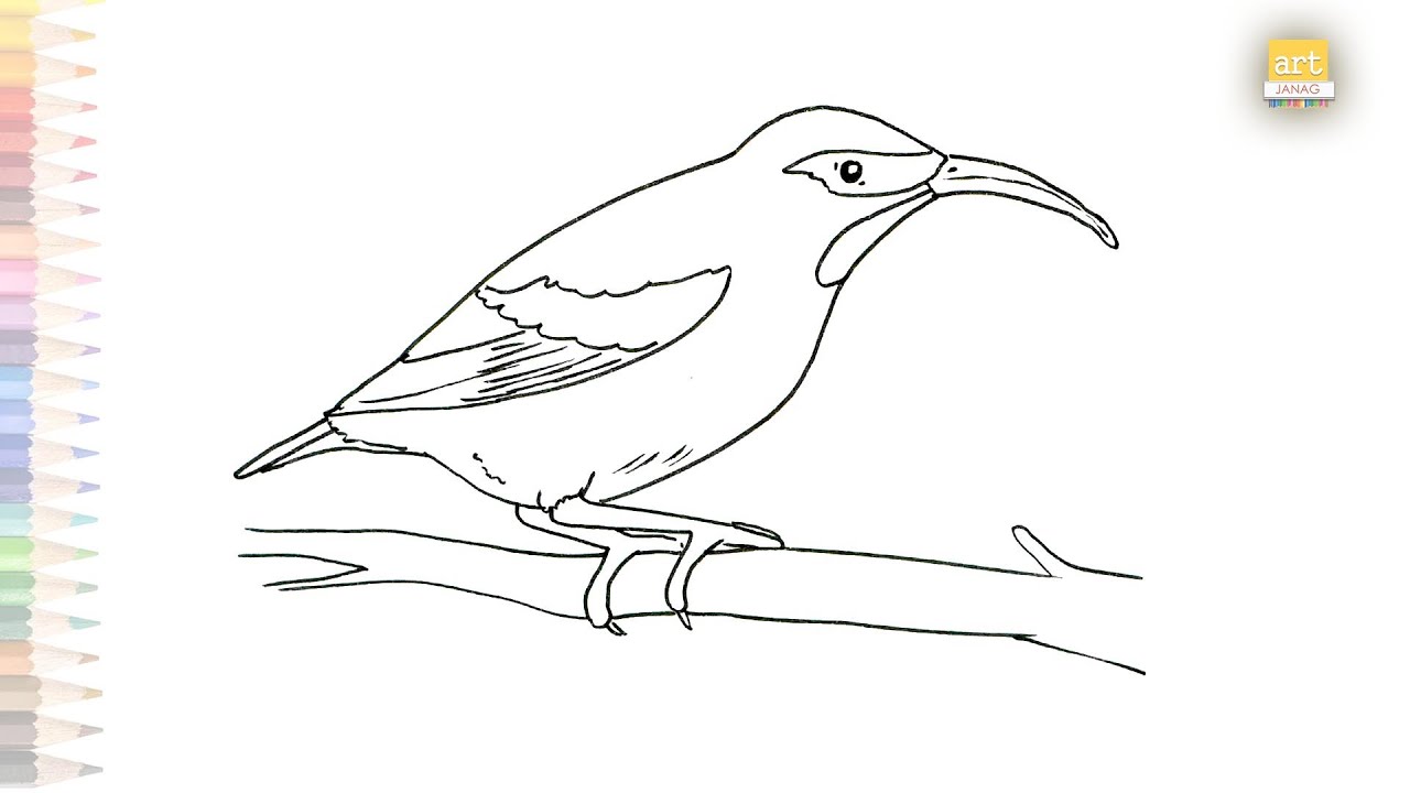 Purple Honeycreeper Bird drawing | How to draw Purple honeycreeper step ...