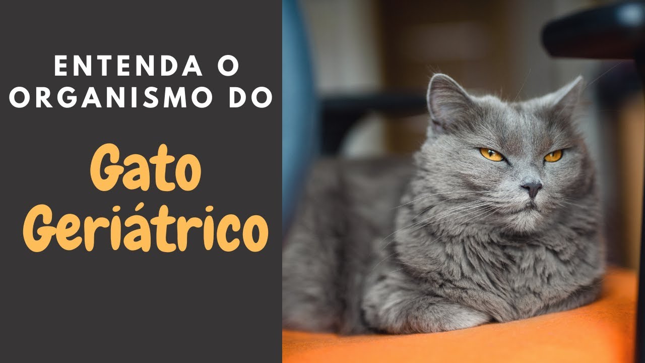 Entenda o Organismo do Gato Geriátrico | Dra Paty Bastos - YouTube