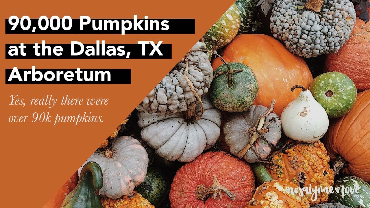 90,000 Pumpkins | Autumn at the Arboretum | Dallas Botanical Gardens in ...