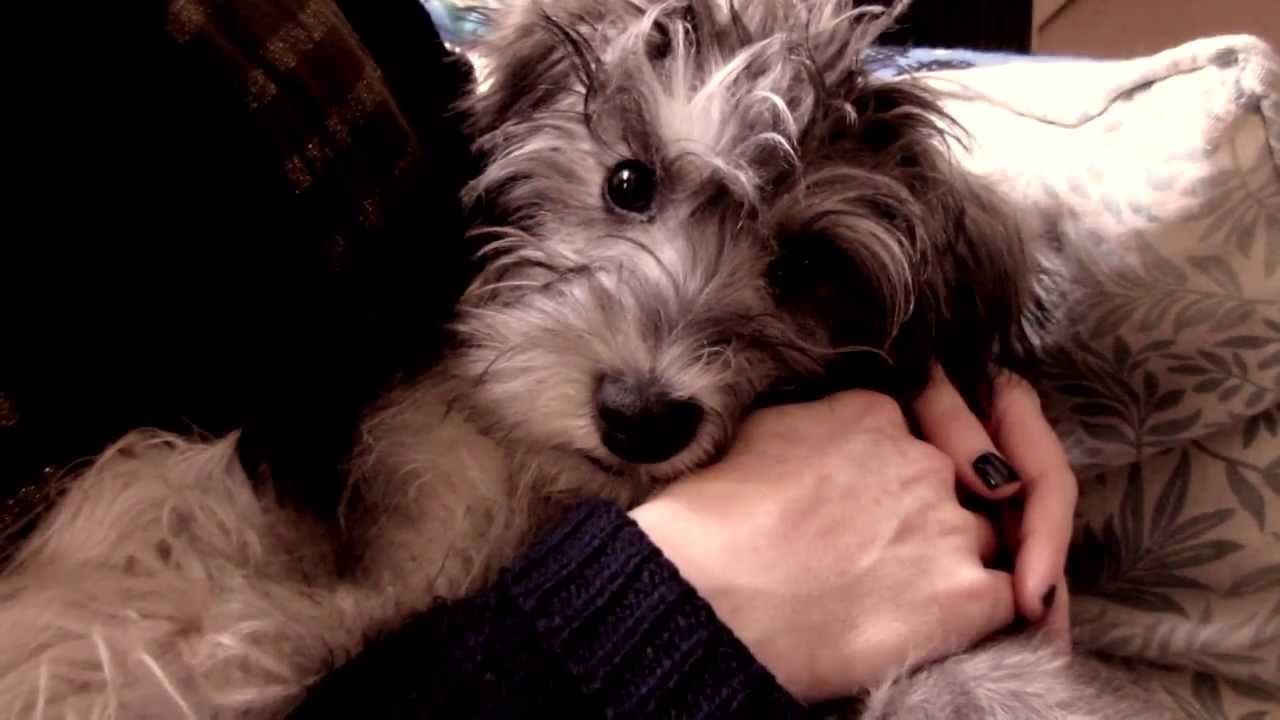 Murphy the Schnoodle puppy - YouTube