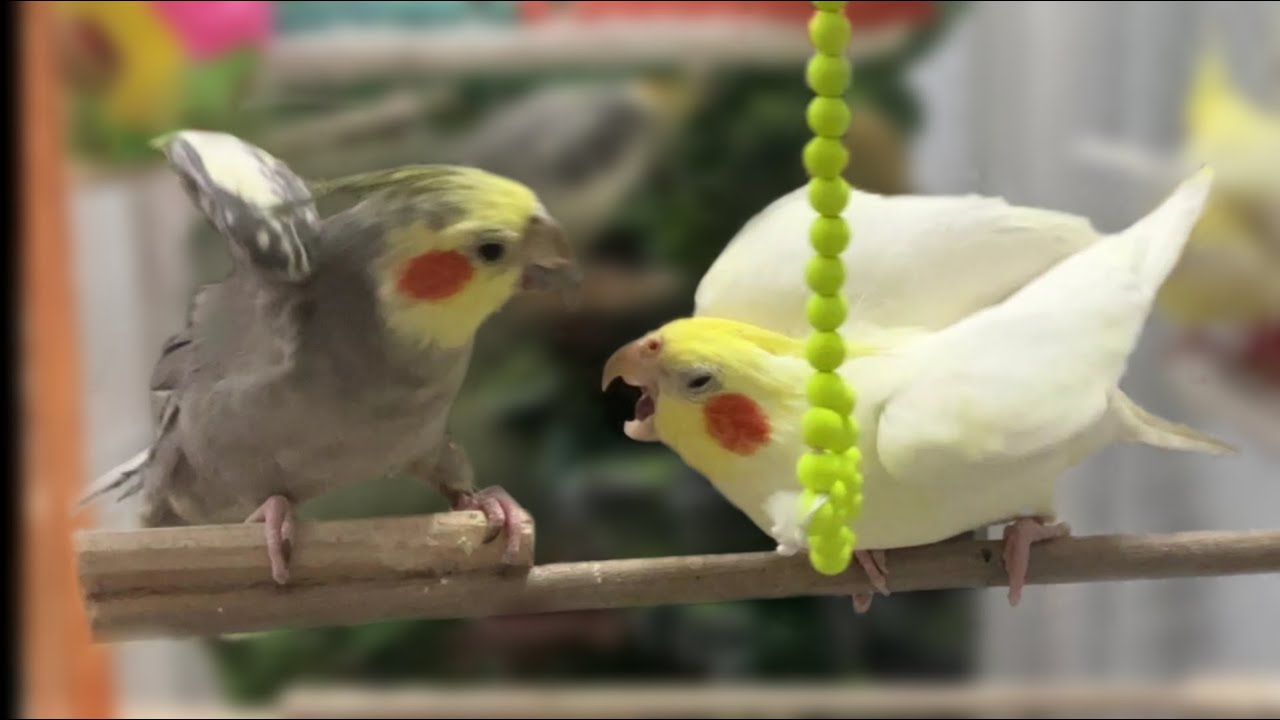Cockatiels' Fight - YouTube