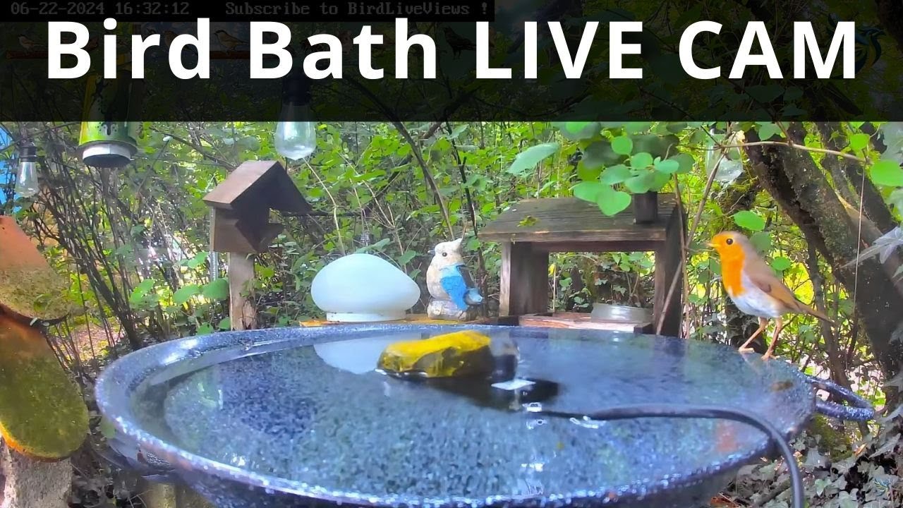 LIVE Bird Bath 24/7 ｜Bain à oiseaux 24/7 (4K) #birds #birdcam # ...