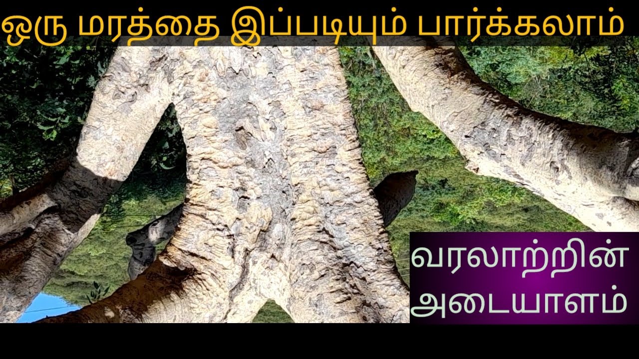 Ichi maram | Simple of History | Fig tree - YouTube