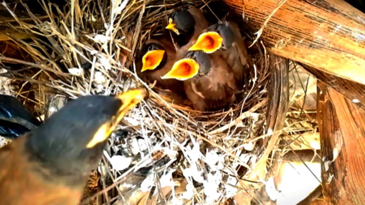 Myna birds bring food to feed their young.Ep3 - YouTube