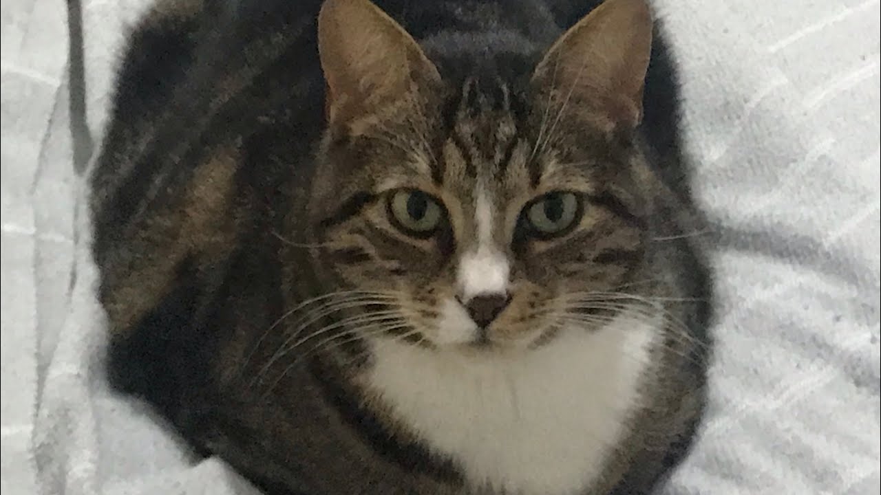 Henry the cat has been missing for an hour, look where she came from ...