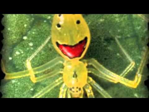 Biology Movie Happy Faced Spider - YouTube