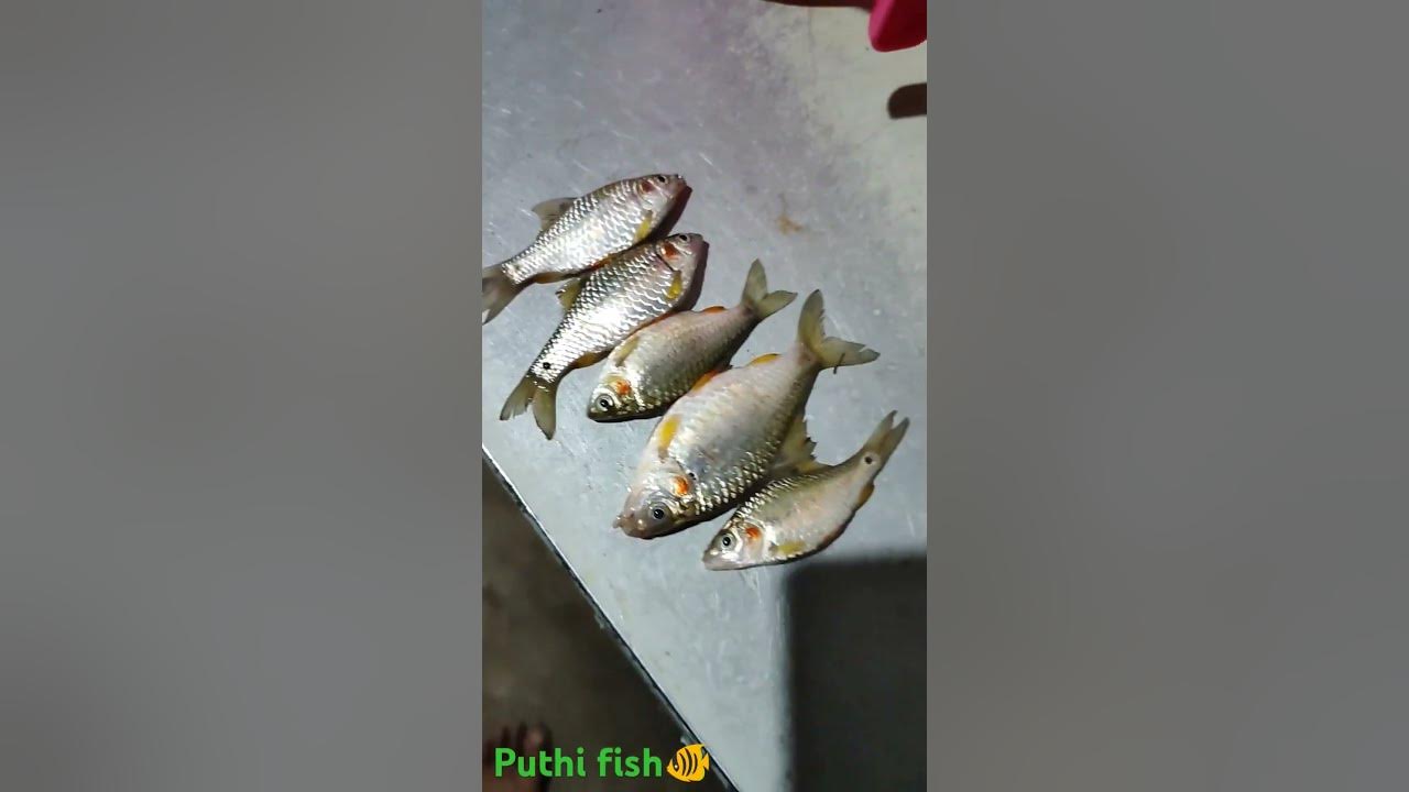 Big pothi fish catching #fish #trending # #fishing 👀🎣 - YouTube