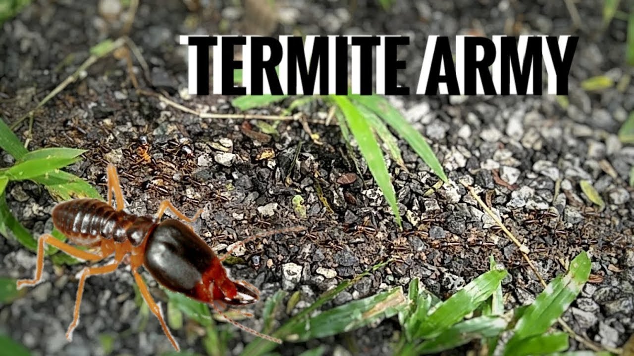 TERMITE ARMY!!!!!?!!???!!!! - YouTube