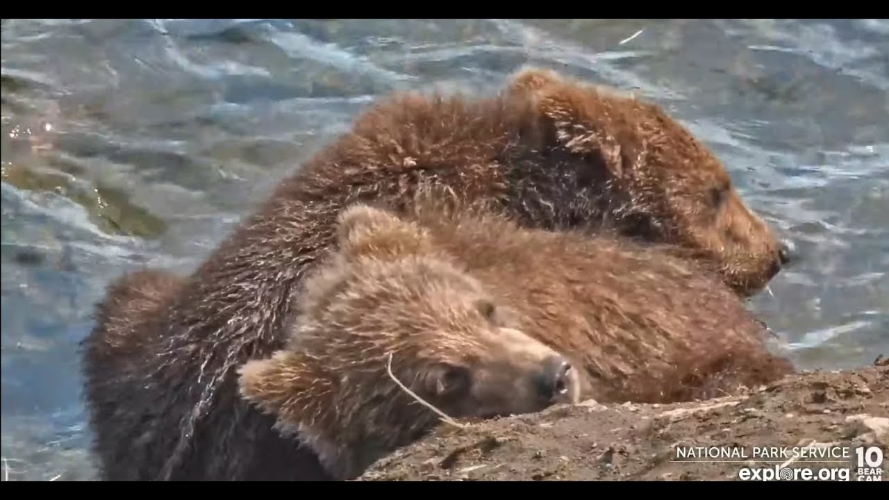 super cute coy closeups 906 coys BF Explore.org 8/3/22 - YouTube