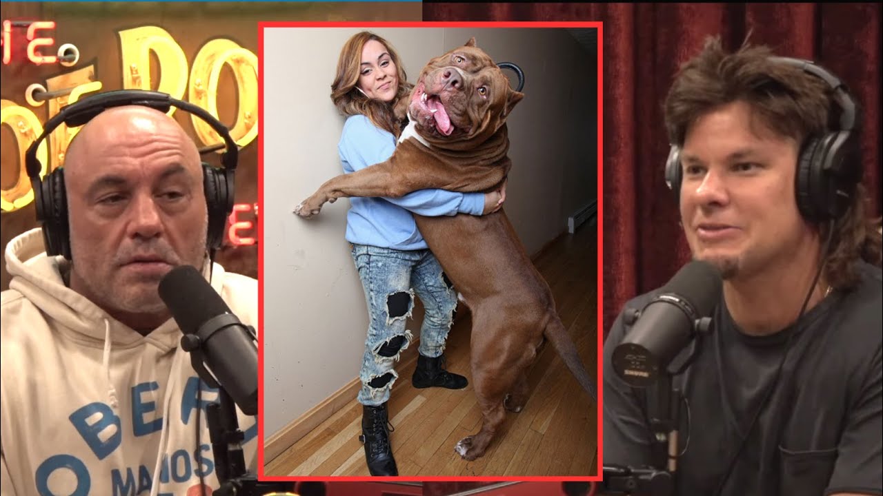 Joe Rogan: My First Dog Was a PITBULL /w Theo Von - YouTube