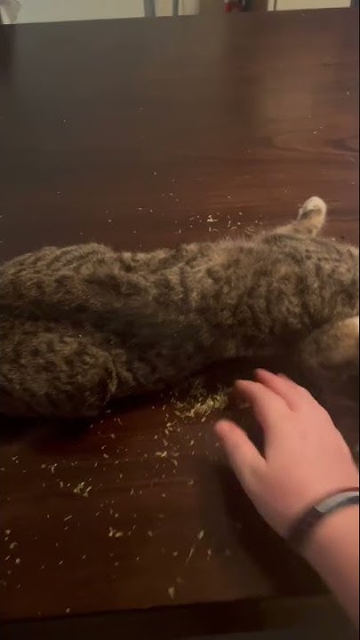 Cat nip - YouTube
