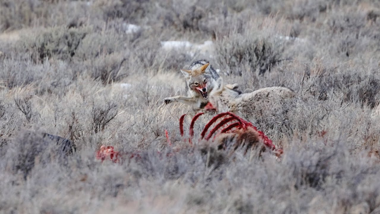 Coyotes Fighting over a Carcass - Slow Motion Wildlife Video - YouTube