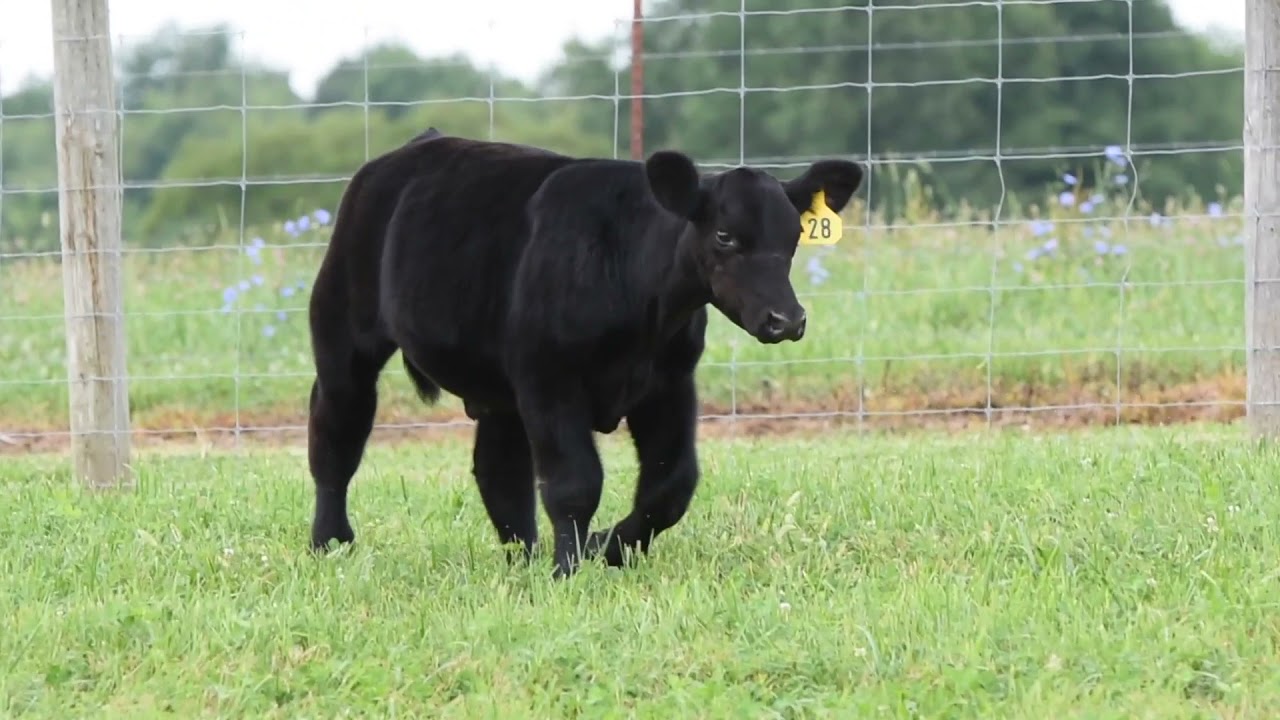Hamilton Cattle - YouTube