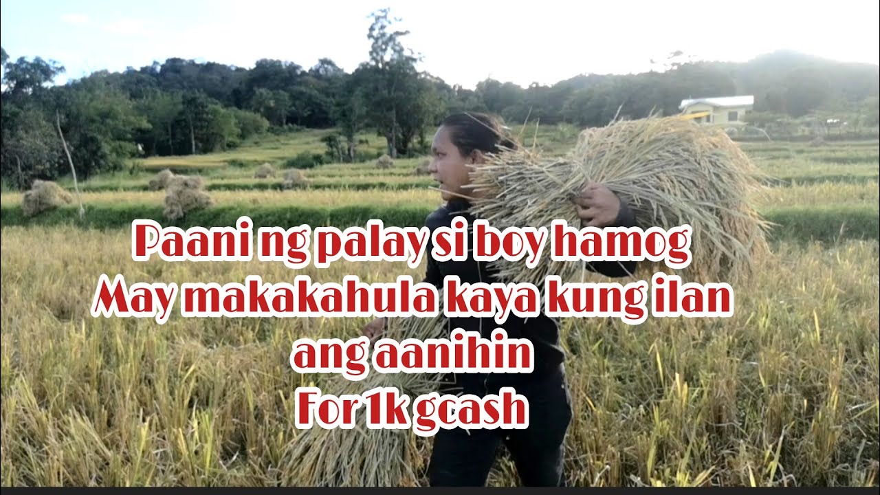 Ep12-Par2-| Pag aani ng palay ni boy hamog| Occ Mindoro #KAURAGONS ...