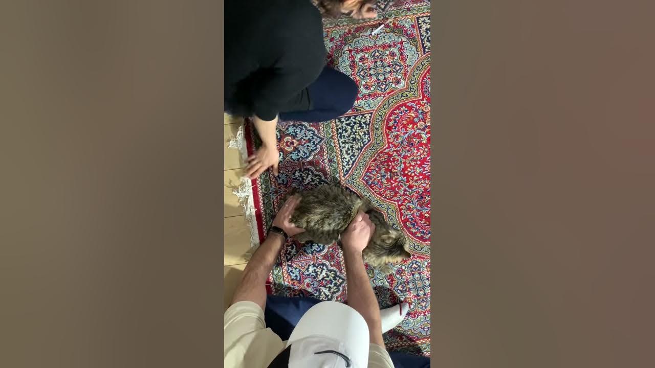آمپول زدن و قرص دادن به گربه Youtube