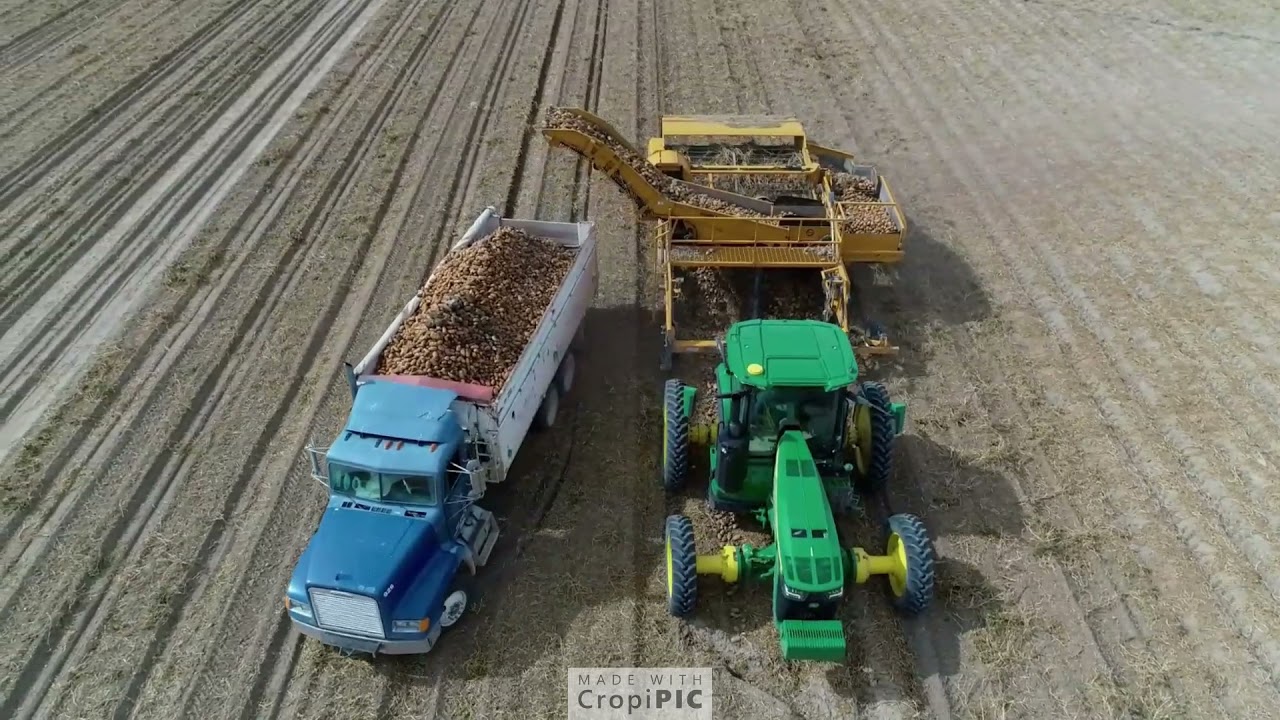 Cranney Farms Potato Harvest - YouTube