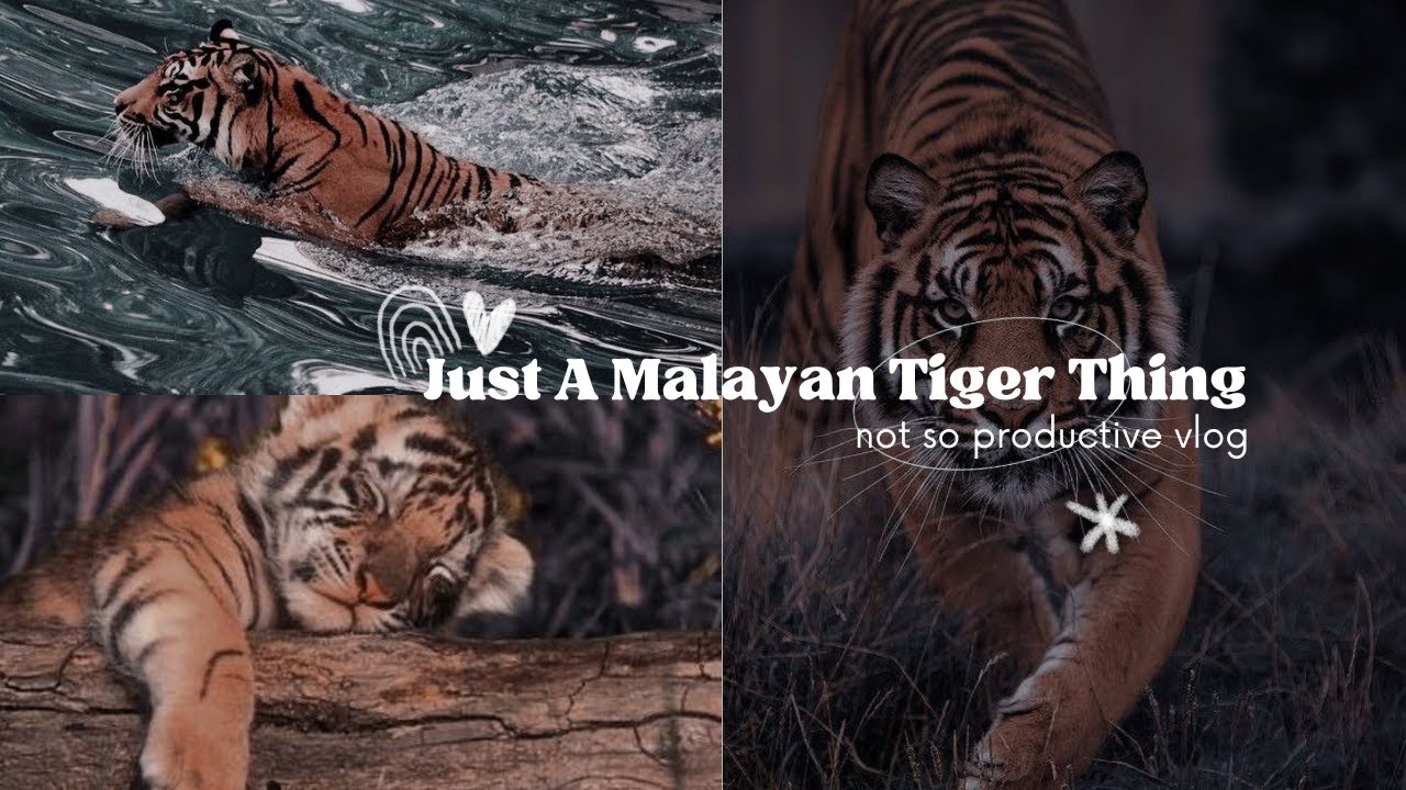 Malayan Tigers : Our National Symbol BY Dengkil Students - YouTube