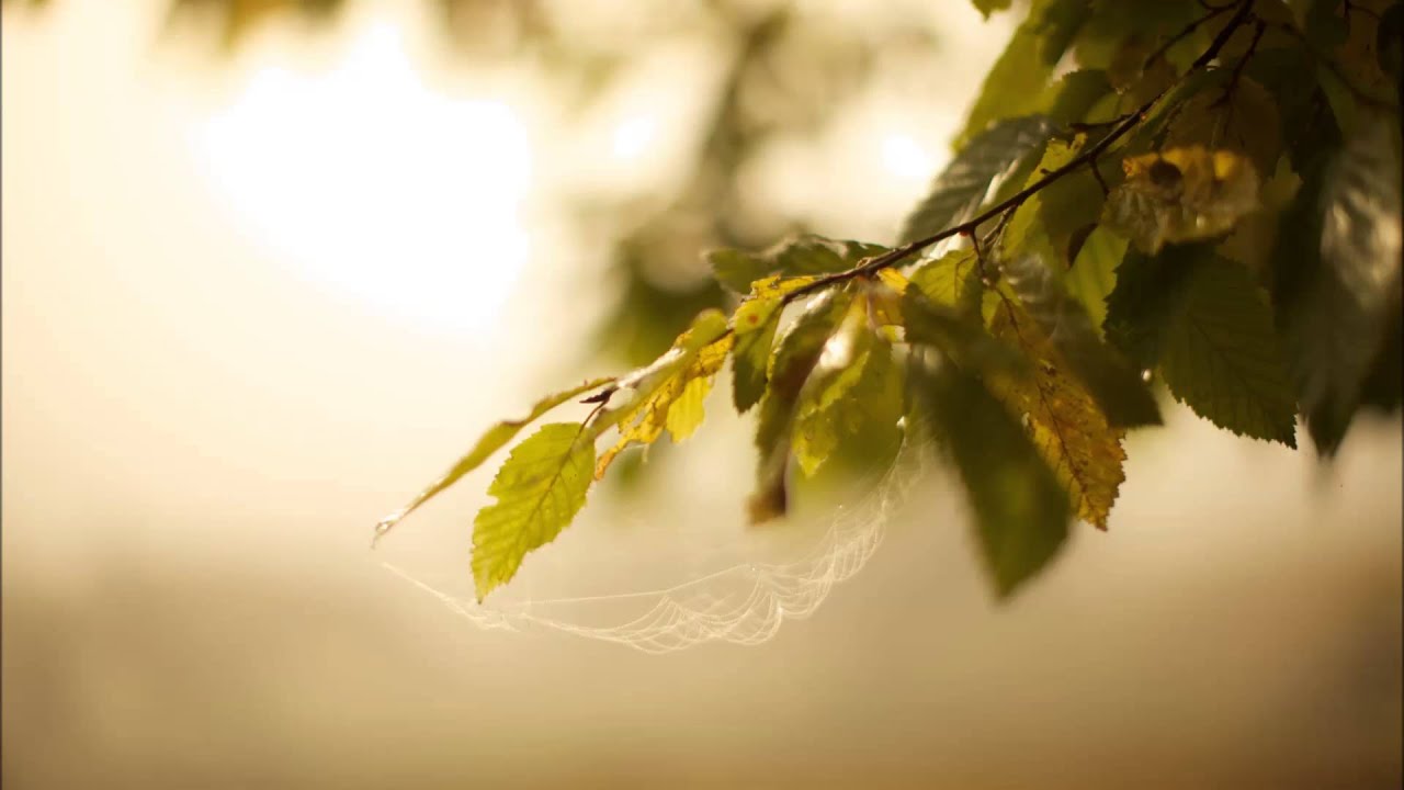 New Emotional Sad Celtic Music, Beautiful Medieval Flute and Violin ...