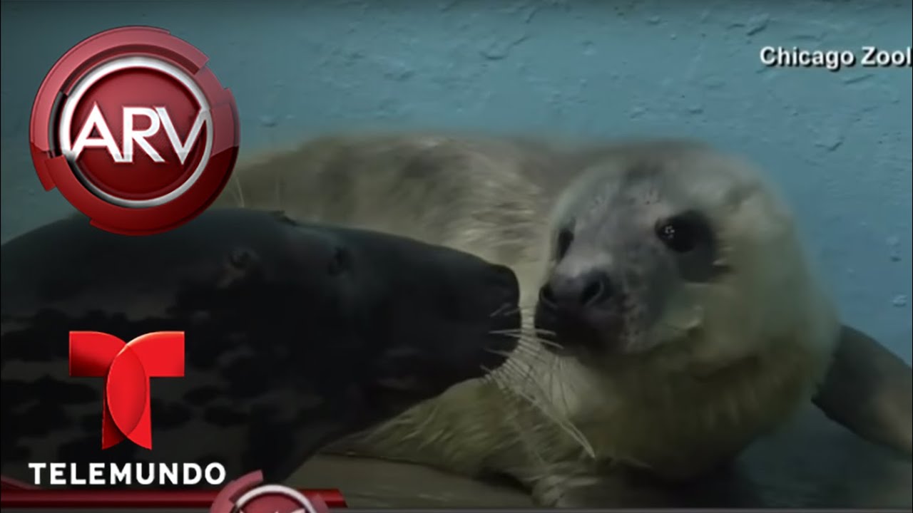Nace una bebé foca en un zoológico de Illinois | Al Rojo Vivo ...