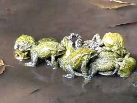 Frogs Mating - YouTube