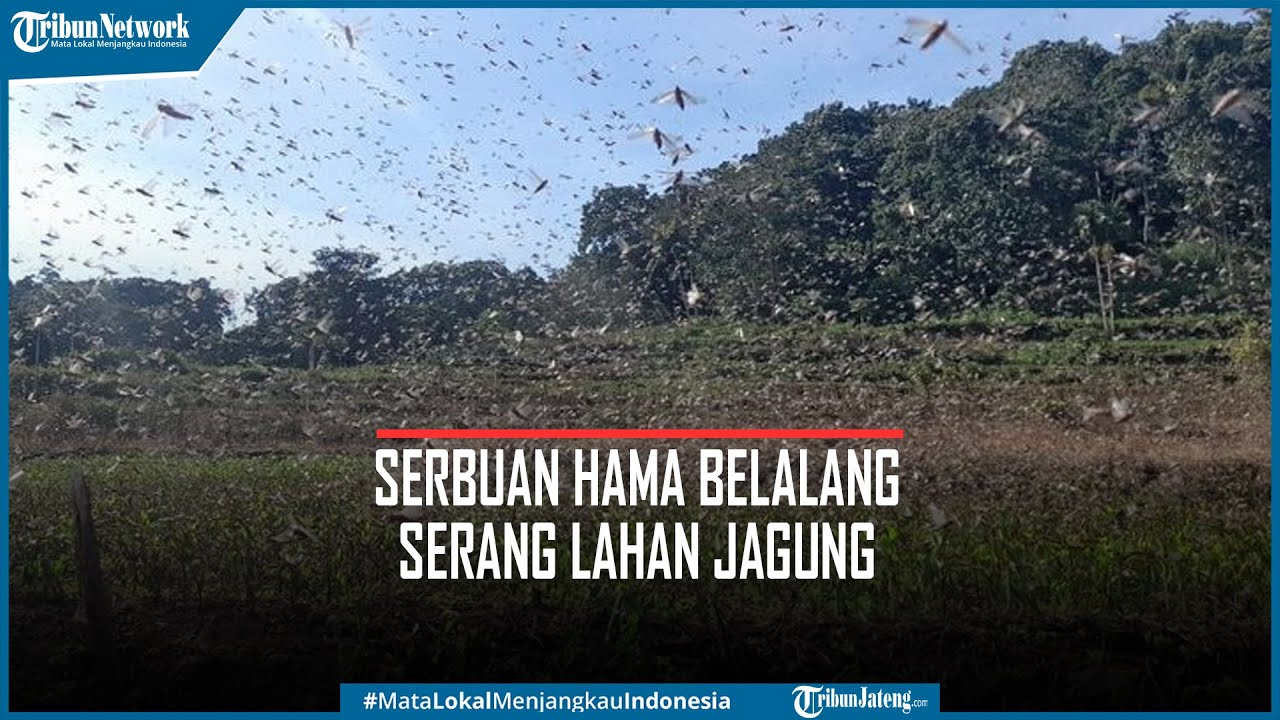 Ribuan Hama Belalang Serbu Perkebunan Jagung Milik Petani - YouTube