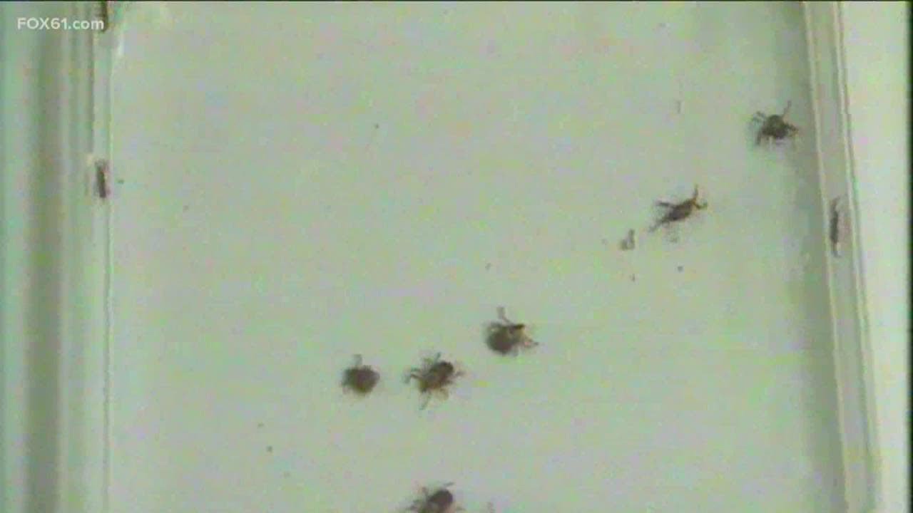CT officials warn about high tick count this summer - YouTube