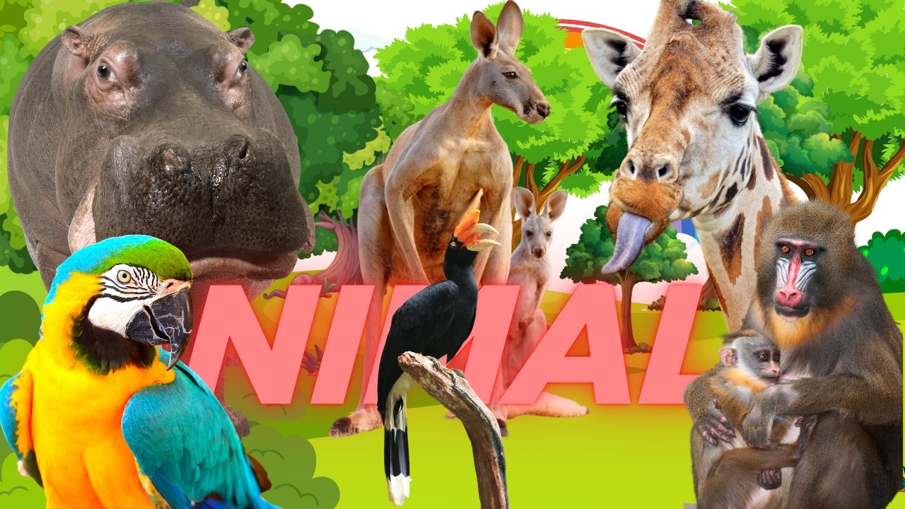 Animals video and sound : giraffe, hippo, hornbill, baboon, parrot ...