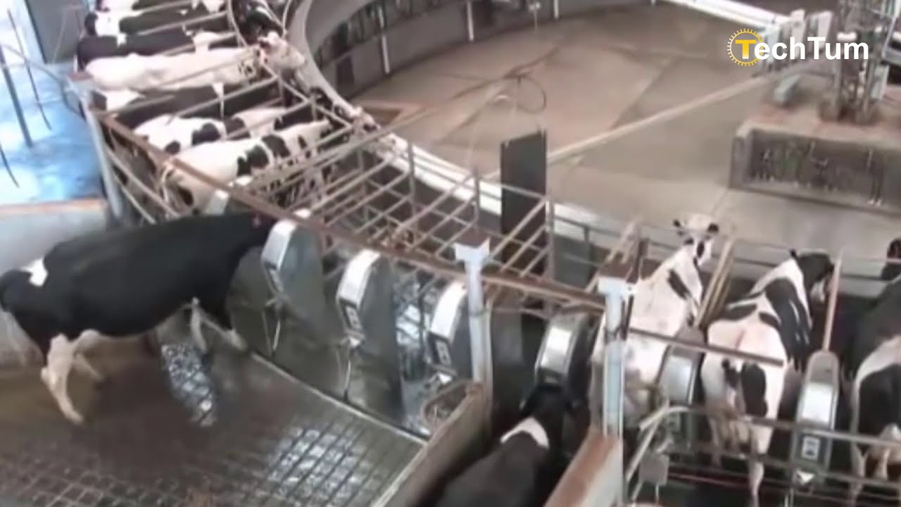 Biggest Monster Cow Farming! - YouTube