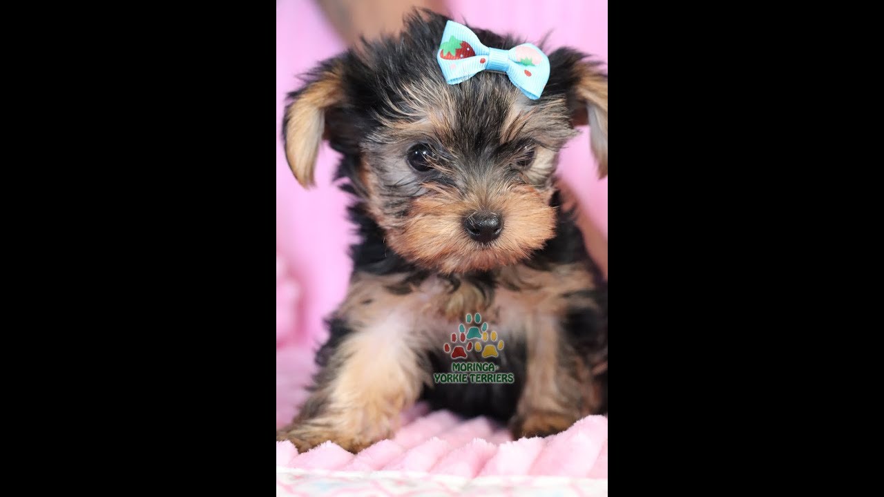 Adorable Yorkie Girl First Photo Shoot! - YouTube