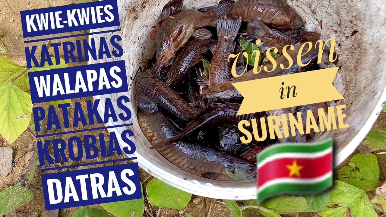 Swamp fishing with bamboopoles in Suriname with the family (aug 2023)🎣 ...