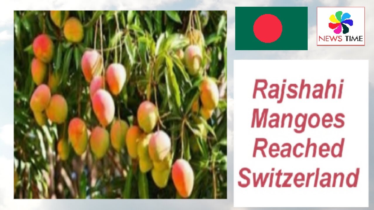Bangladesh: Sweet Mangoes of Rajshahi Reached Switzerland - YouTube