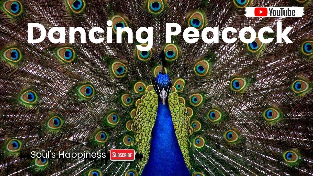 Dancing Peacock | Peacock Dance Display | peacock video | Peacocks ...