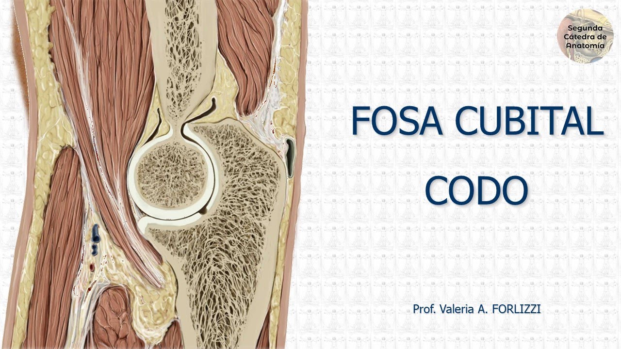 L2.2 | Codo y fosa cubital | Anatomía 2 | FMed UBA - YouTube