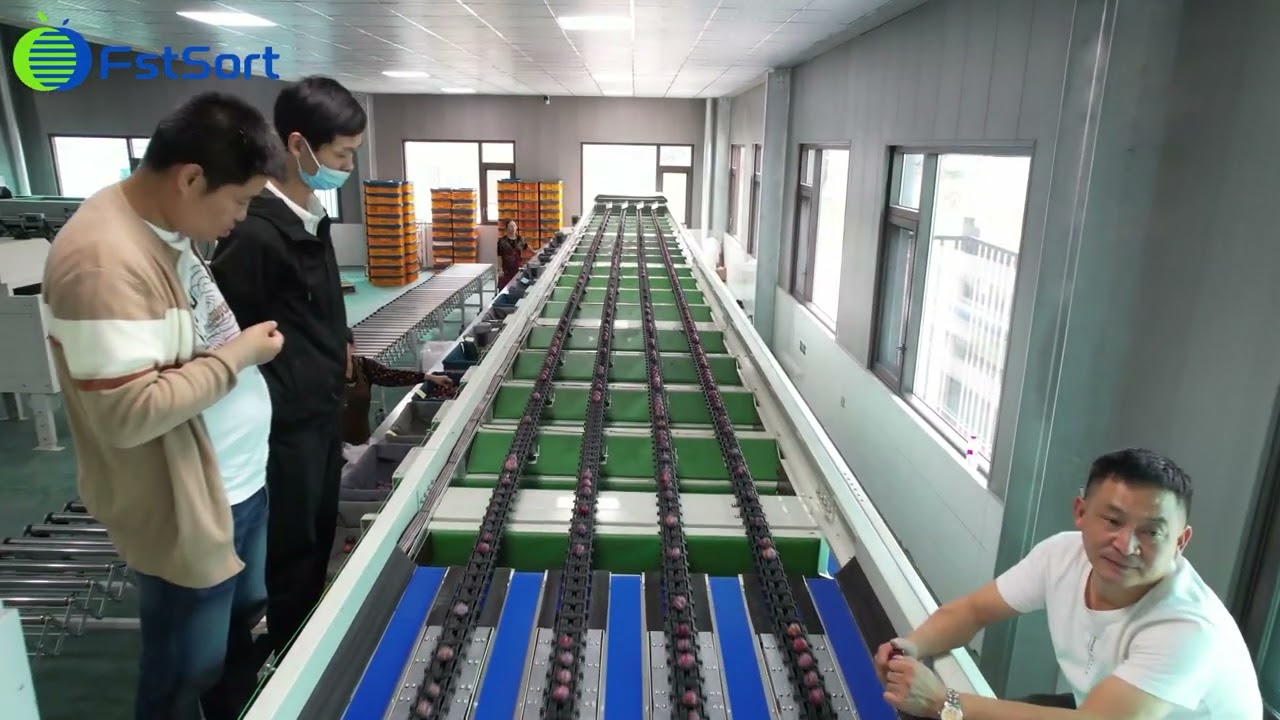 Automatic 4-lane plum processing machine fruit weighing sorting packing equipment prunes grader ...