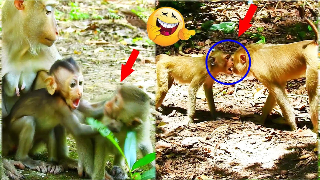 Try not to laugh & Feeling better and happy when to watch this video # ...