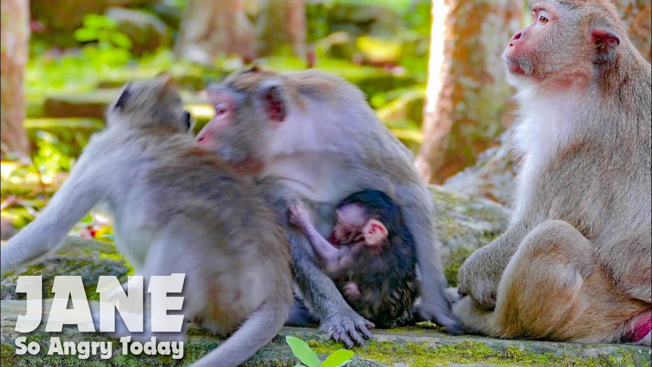 Look Like Jane So Angry Tazana So Much - Jane Bite Tazana Went Just Sit Close By - Monkey Buzz ...