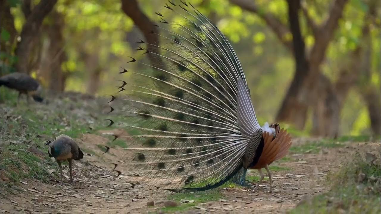 Peacock Mating Youtube