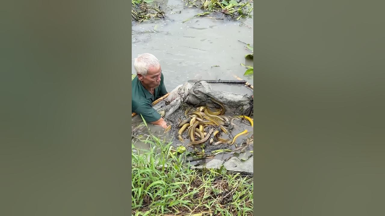 Trapping a lot of big eel fish with survival skills - YouTube