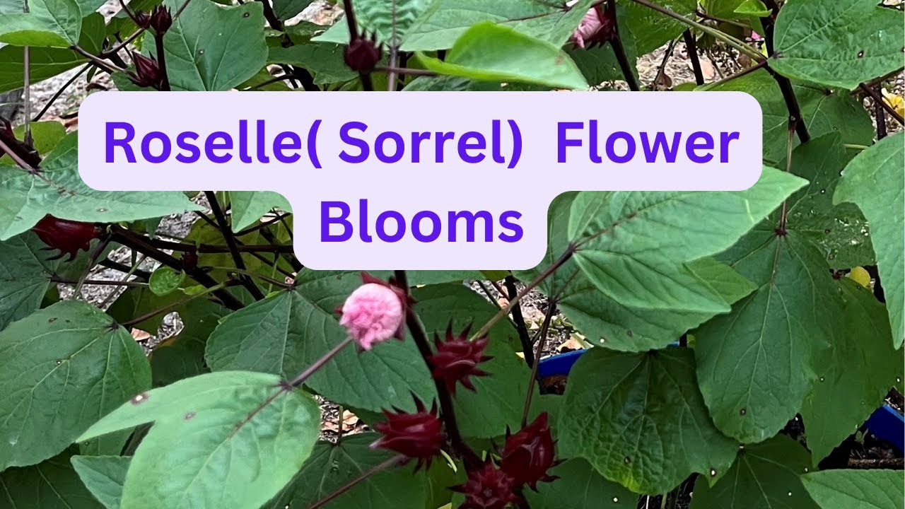 How To Grow Red Sorrel (hibiscus Roselle) In Pots (containers) - YouTube