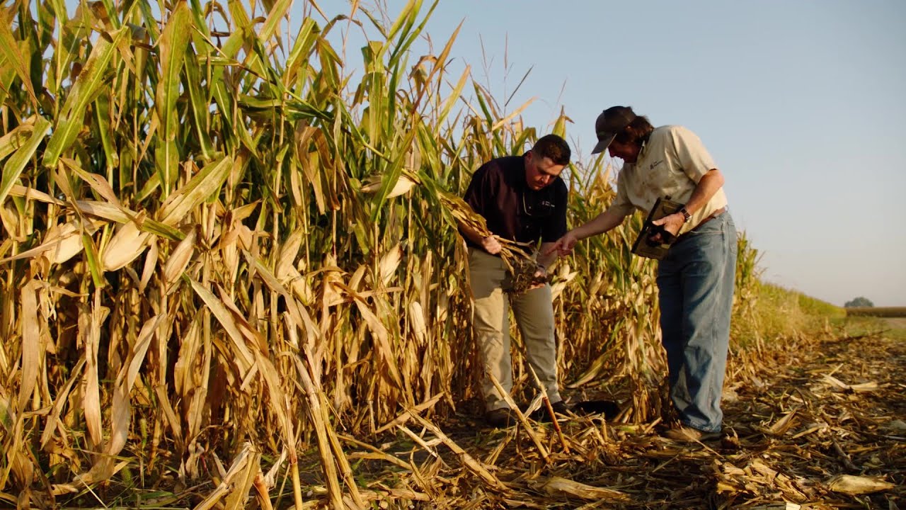 Banded Fertilizer May Be Key To Future Growth - YouTube