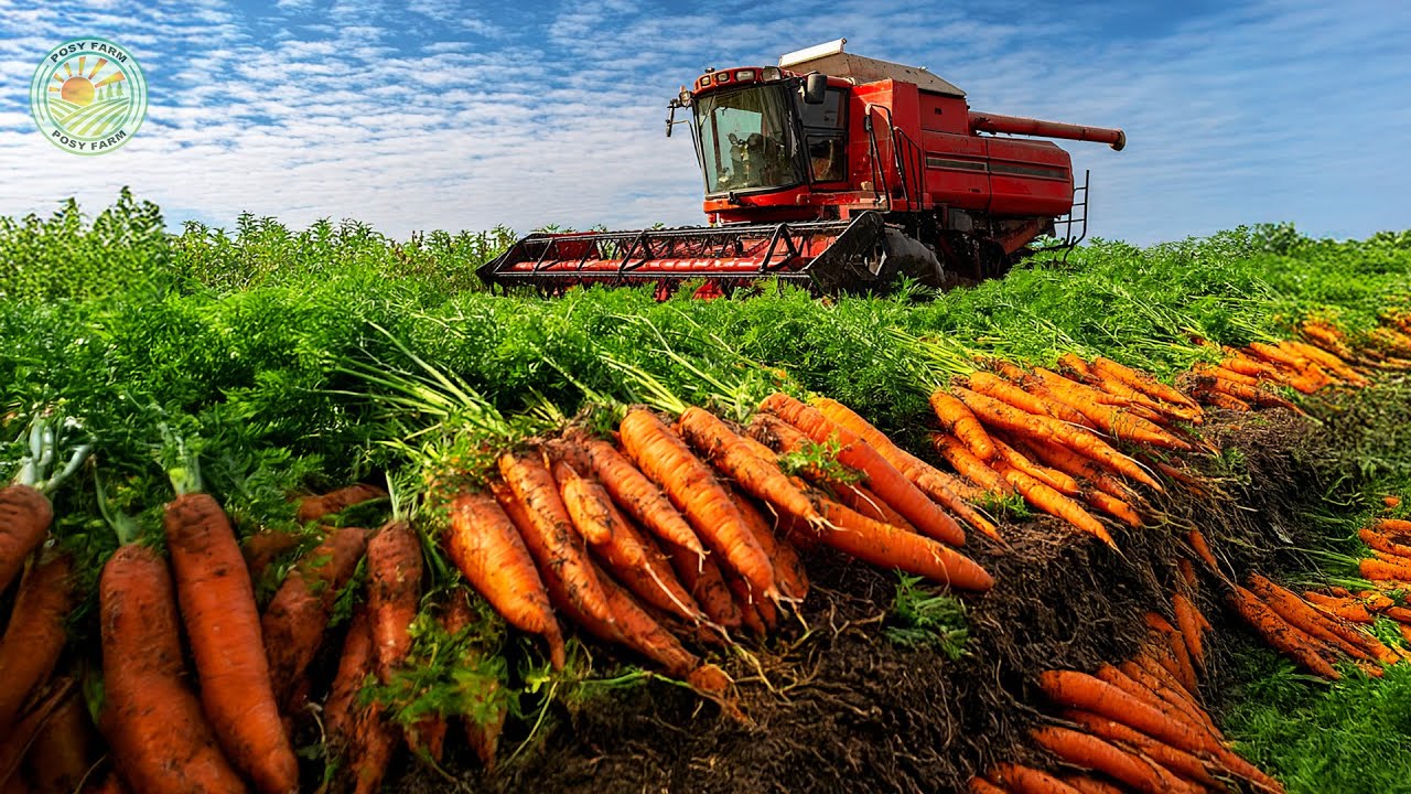 How Farmers Harvest and Process Carrots Using Modern Carrot Processing ...