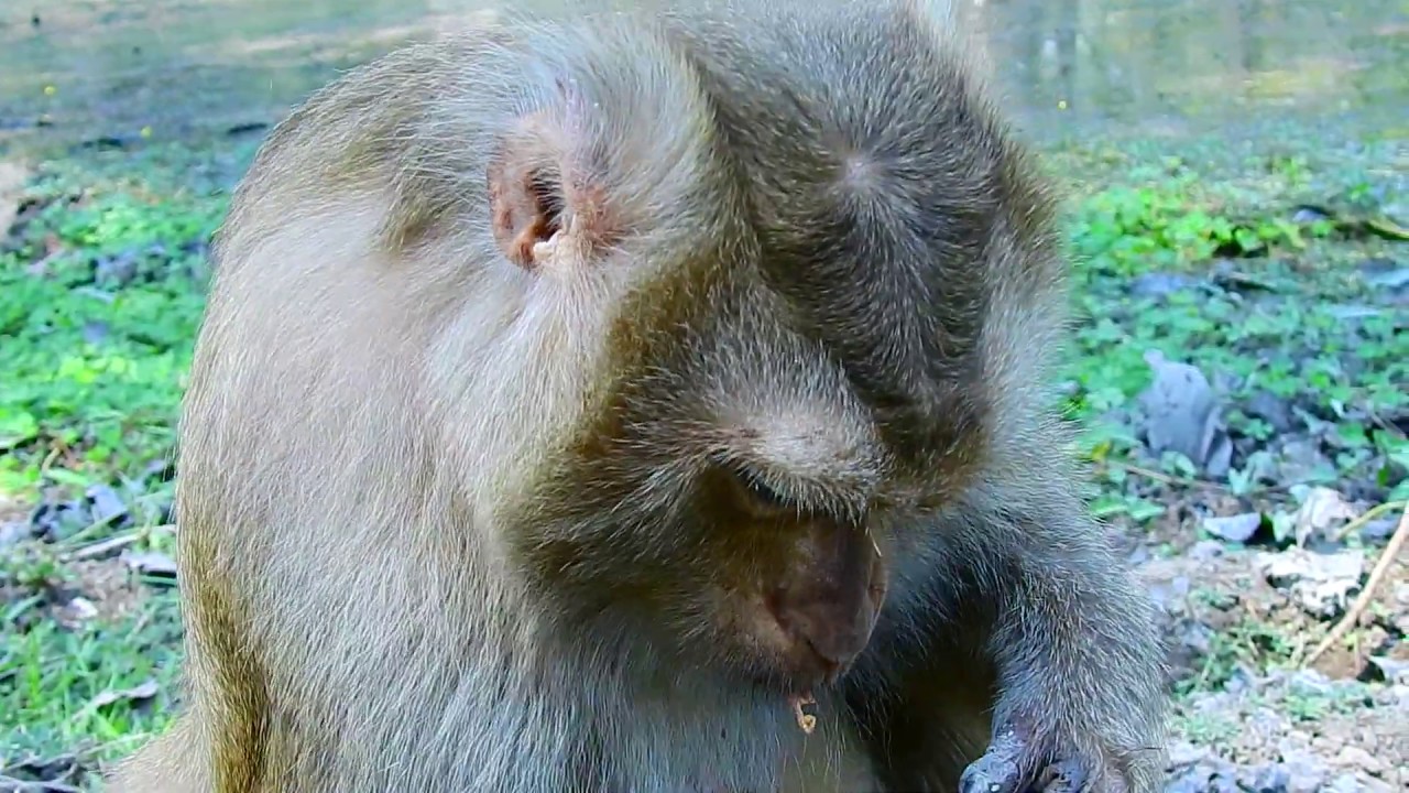 Pigtail monkey Ashley, Ashley looks like prenency!. - YouTube