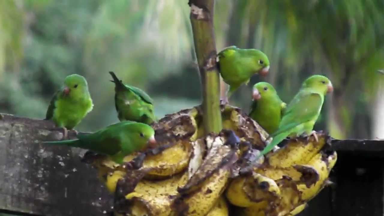 Periquitos verdes - YouTube