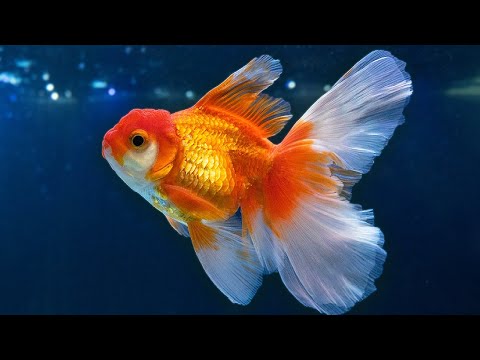 7 Mind-Blowing Facts About Goldfish - YouTube