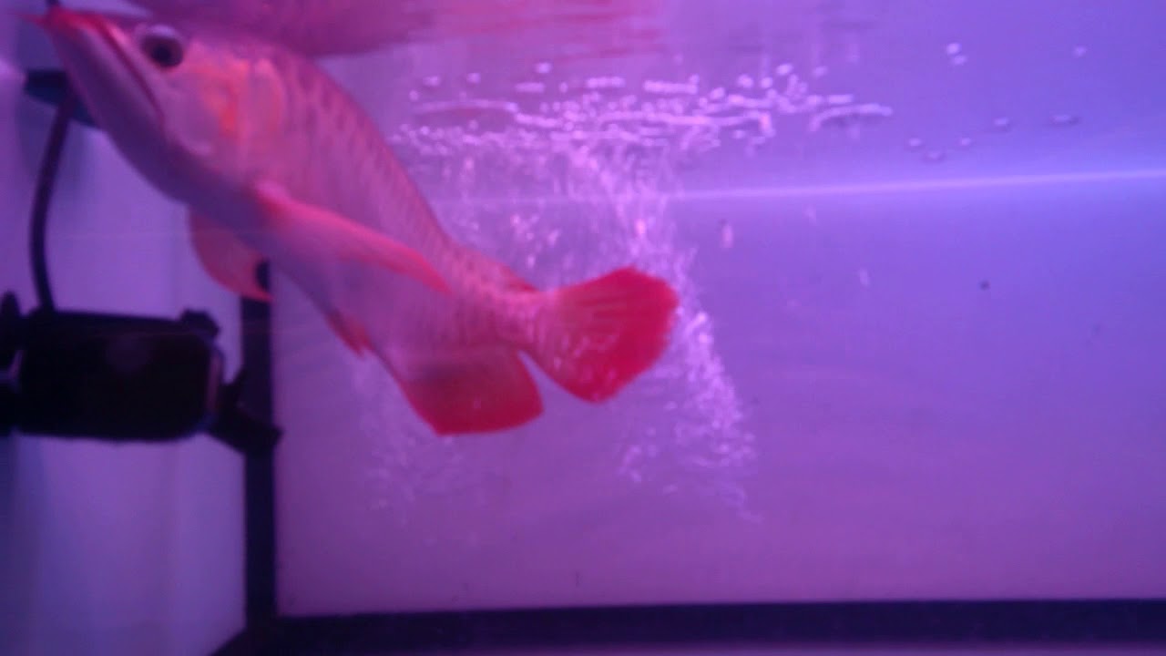 Arwana merah - YouTube