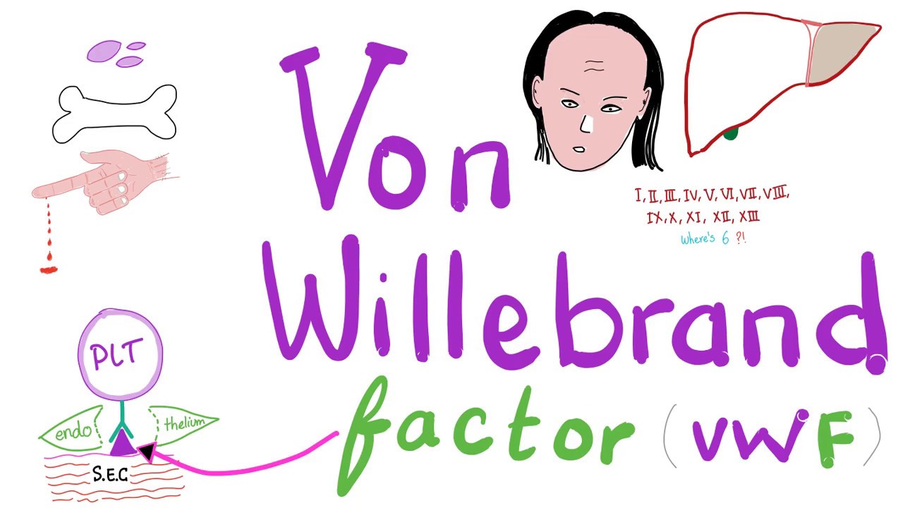 Von Willebrand Factor (vWF) - Platelets - Coagulation - Hemostasis ...