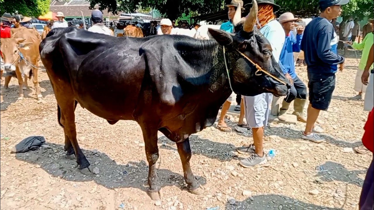 BABON BALUNG KULIT HARGA MURAH MERIAH Pasar Sapi Tuban Jawa Timur - YouTube