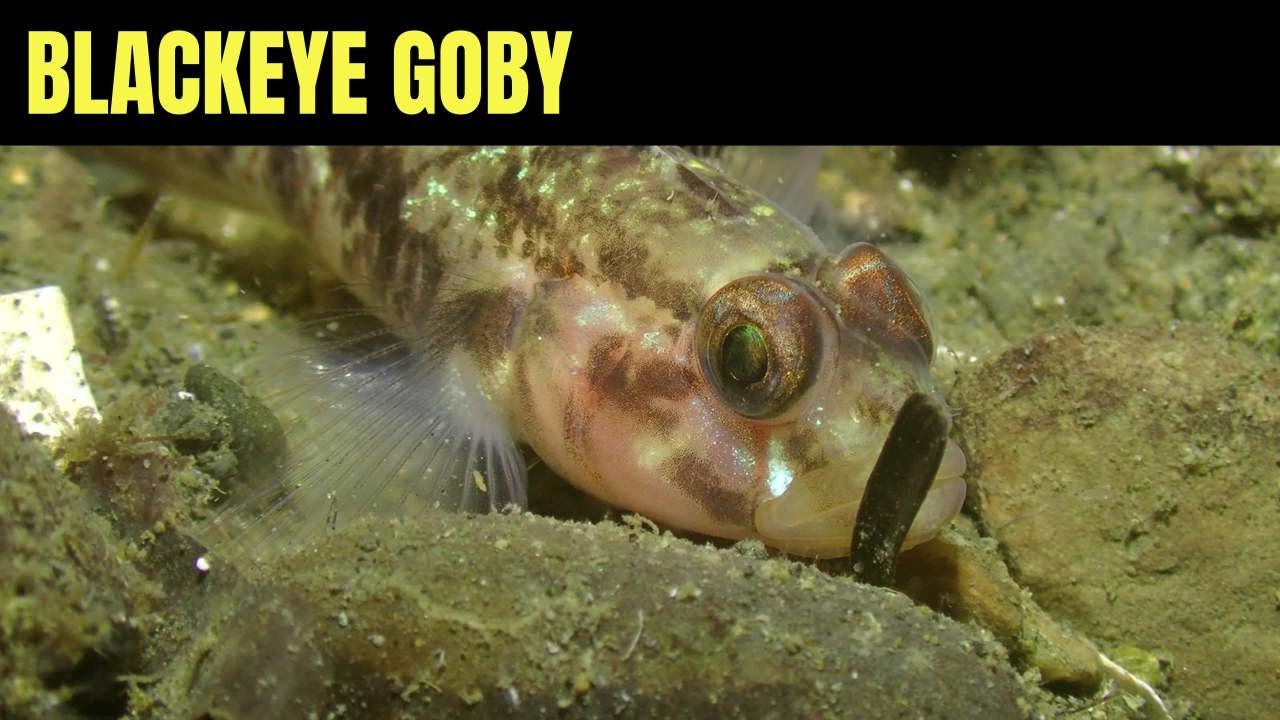 Blackeye Goby 5 | Salish Sea Marine Wildlife - YouTube