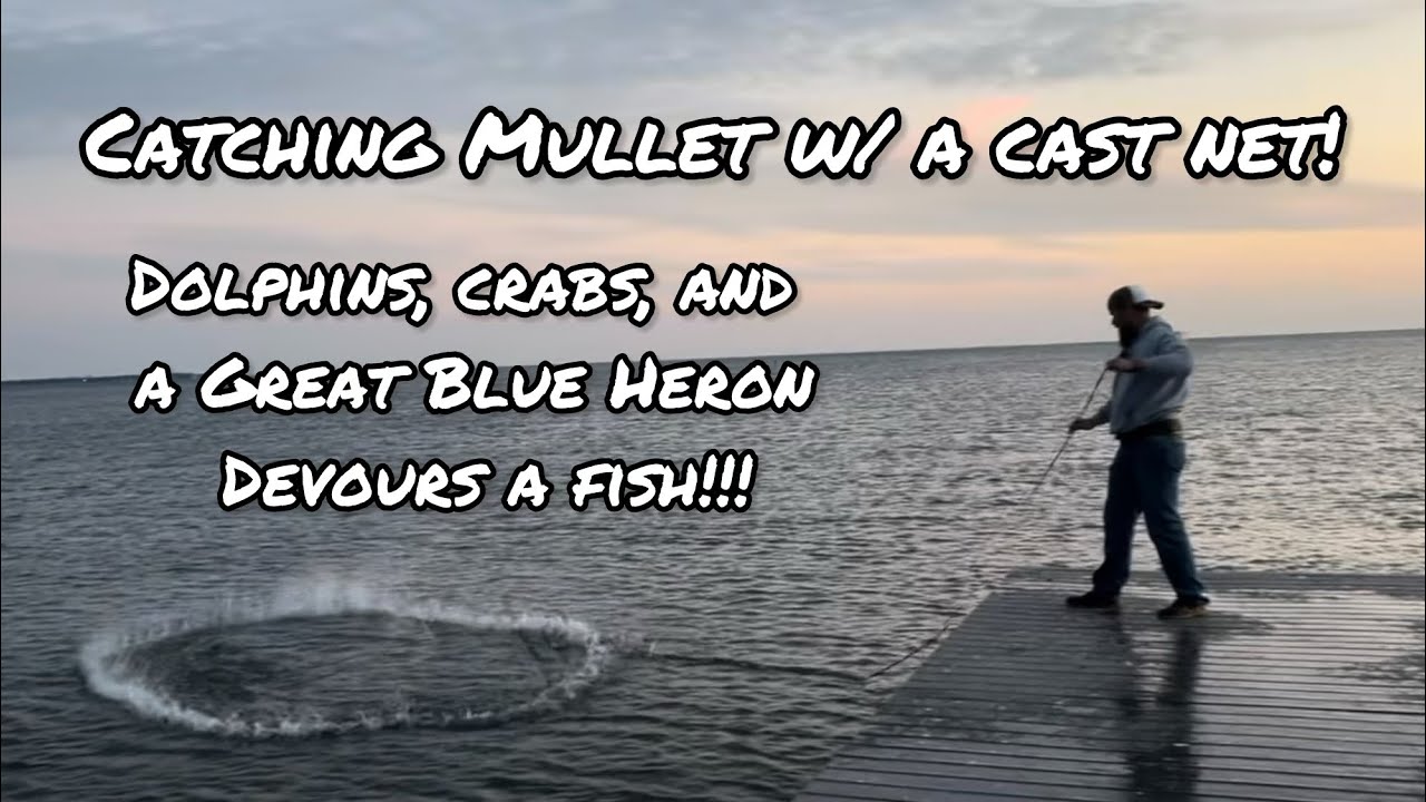 Catching MULLET with a CAST NET! Dolphins, crabs, and Blue Heron ...