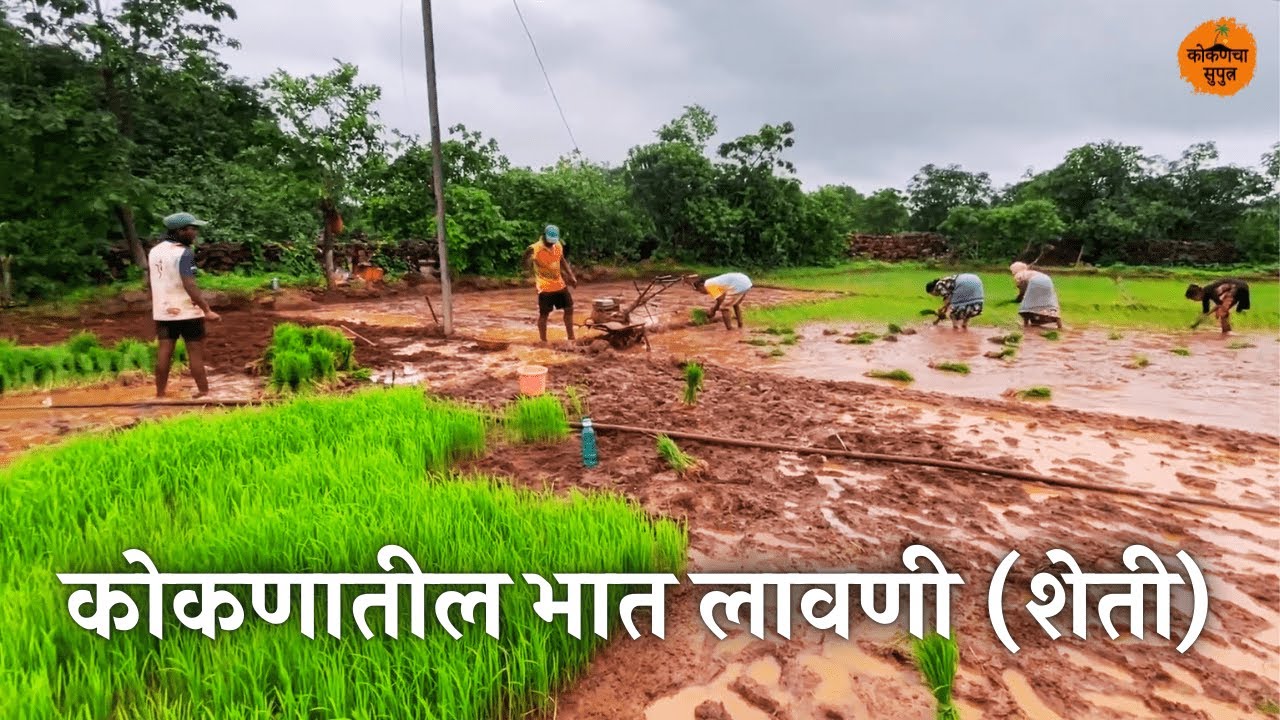 कोकणातील भात लावणी (शेती) | कोकणातील पारंपरिक भात लावणी | Paramparik ...